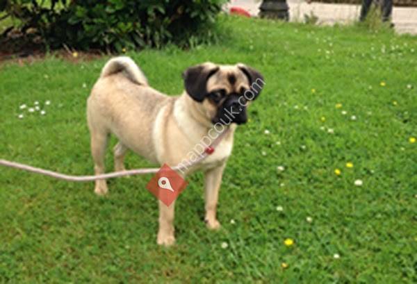 Breeny Boarding & Quarantine Kennels - Belfast